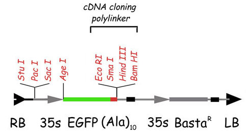 Carnegie Cell Imaging